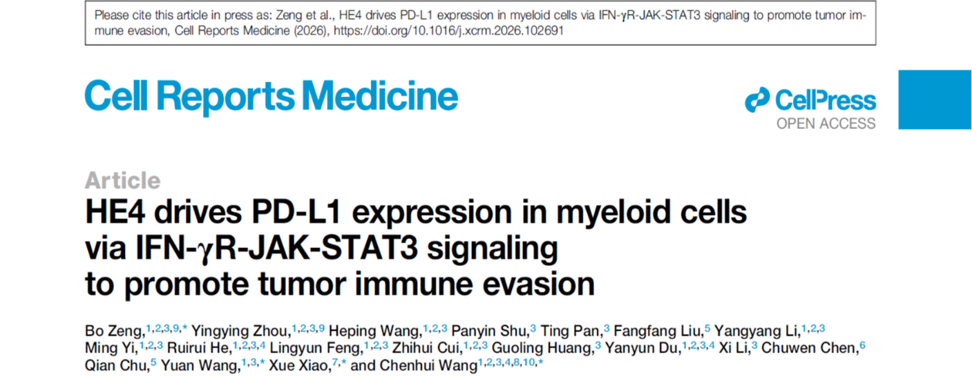 Cell Rep Med | 王晨辉教授团队发现HE4驱动髓系PD-L1表达并实现 免疫治疗“等效减毒”-电子科技大学医学院